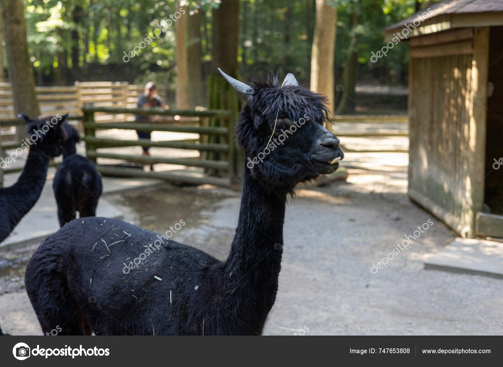 Lively Zoo Surrounded Lush Greenery Llama Exhibit Playful Behavior ...