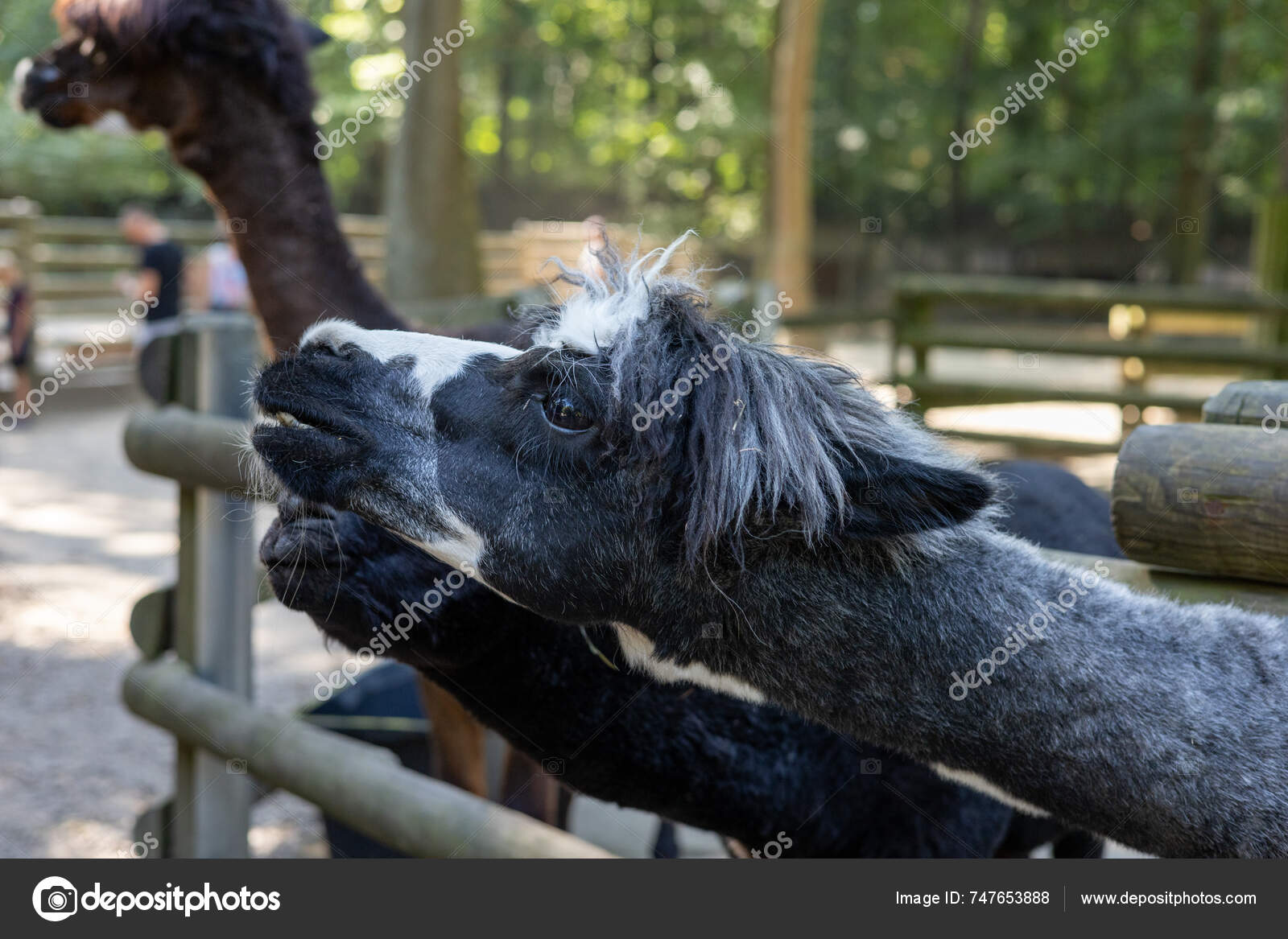 Lively Zoo Surrounded Lush Greenery Two Llamas Exhibit Playful Behavior ...