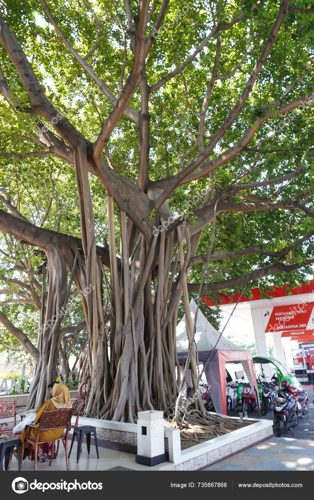 Banyan Tree Next Cafe Pertamina Rest Area Paiton — Stock Editorial ...