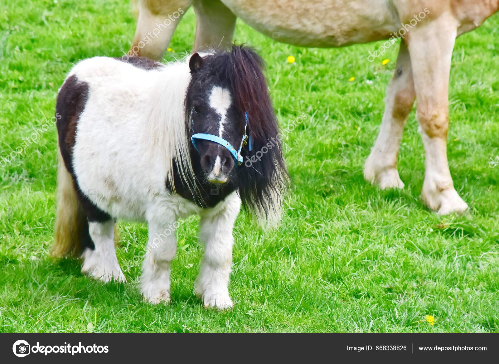 Pony Type Small Horse Lat Equus Ferus Caballus — Stock Photo © GLINI ...