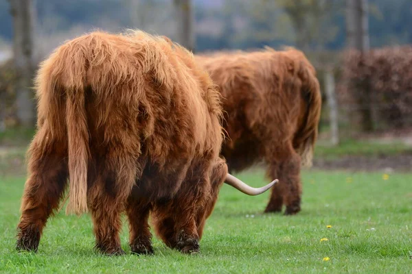 Vaches poilues images libres de droit, photos de Vaches poilues ...