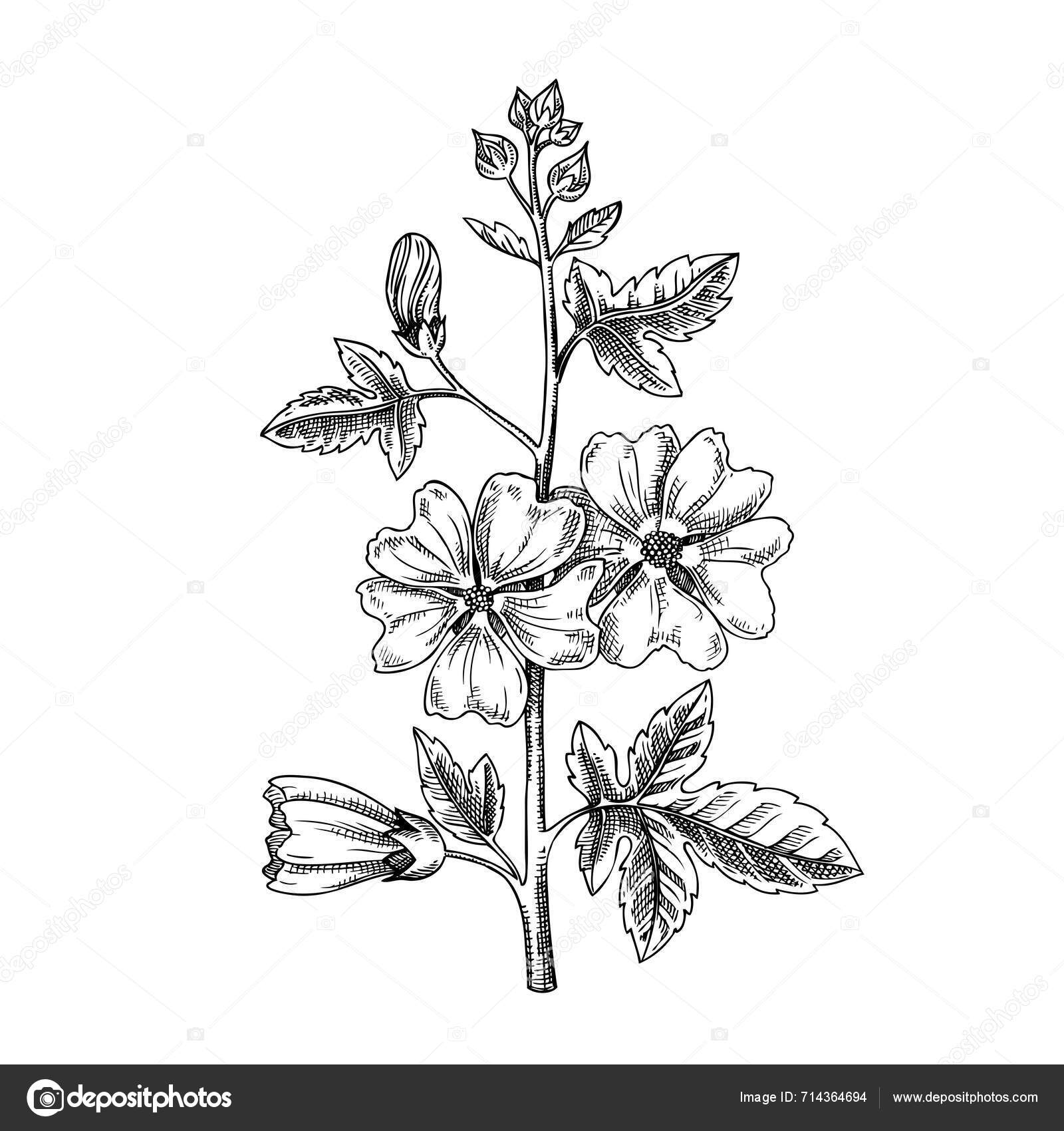 Hand Drawn Tree Mallow Vector Sketch Stock Vector by ©trivvosolutions ...
