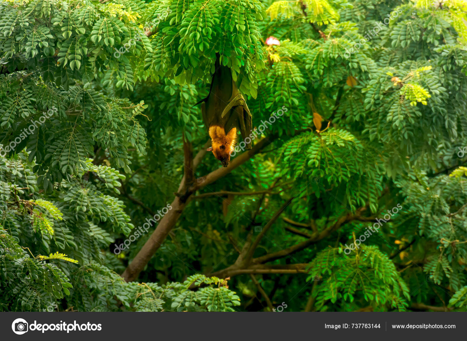 Little Golden Mantled Flying Fox Tree — Stock Photo © dipaktalati2 ...