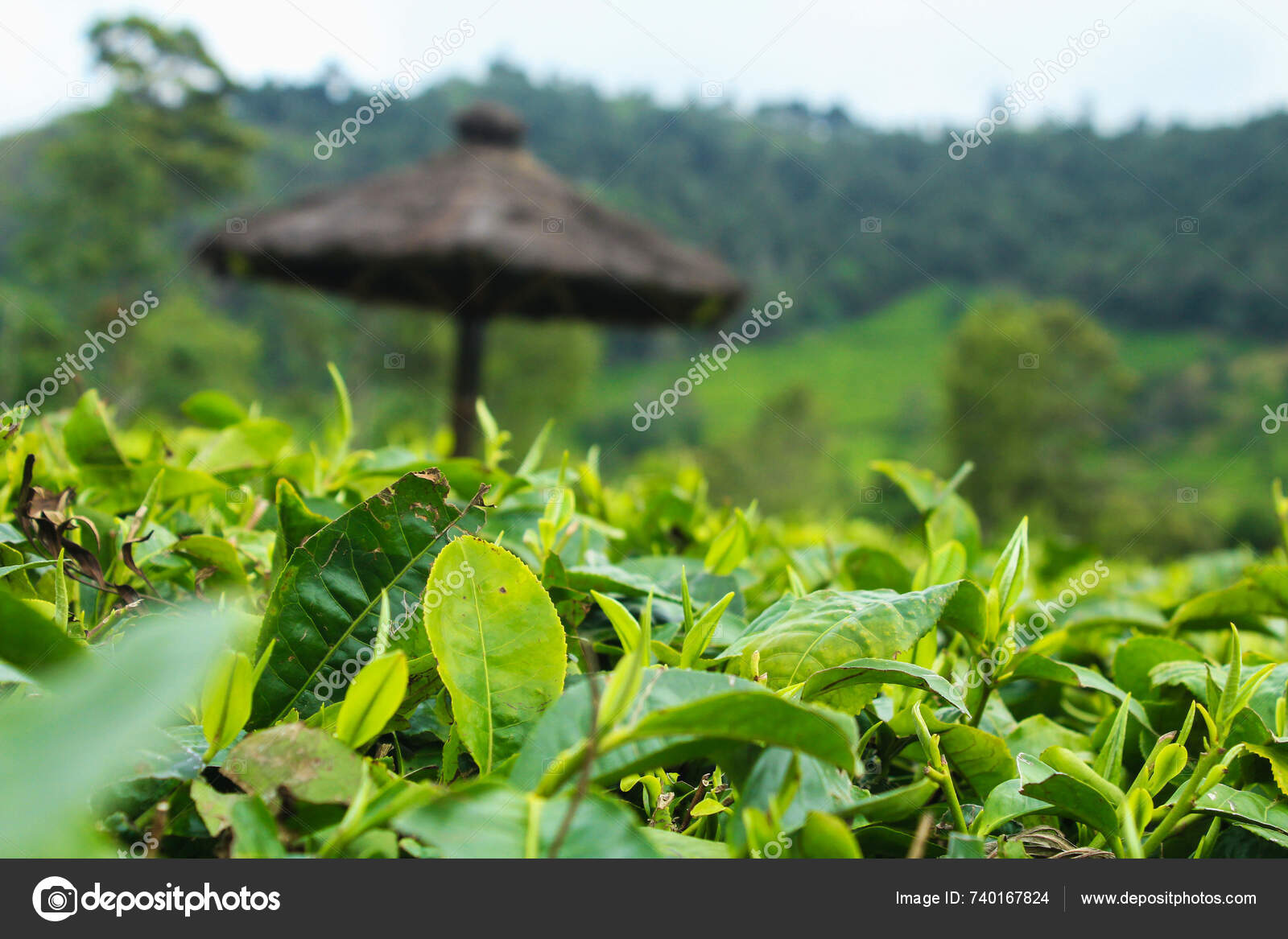 Tea Leaves Tambi Tea Garden Plantation Blur Background — Stock Photo ...