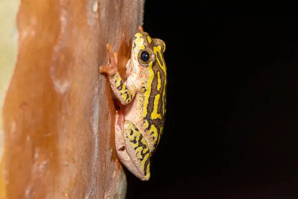 Beautiful colour pattern of a cute painted reed frog, also called a ...