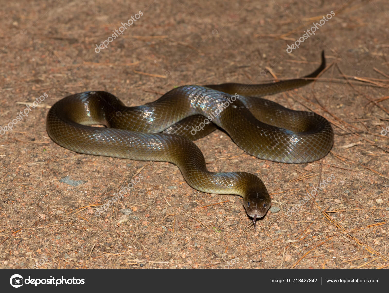 Close Beautiful Olive Snake Lycodonomorphus Inornatus Wild — Stock ...