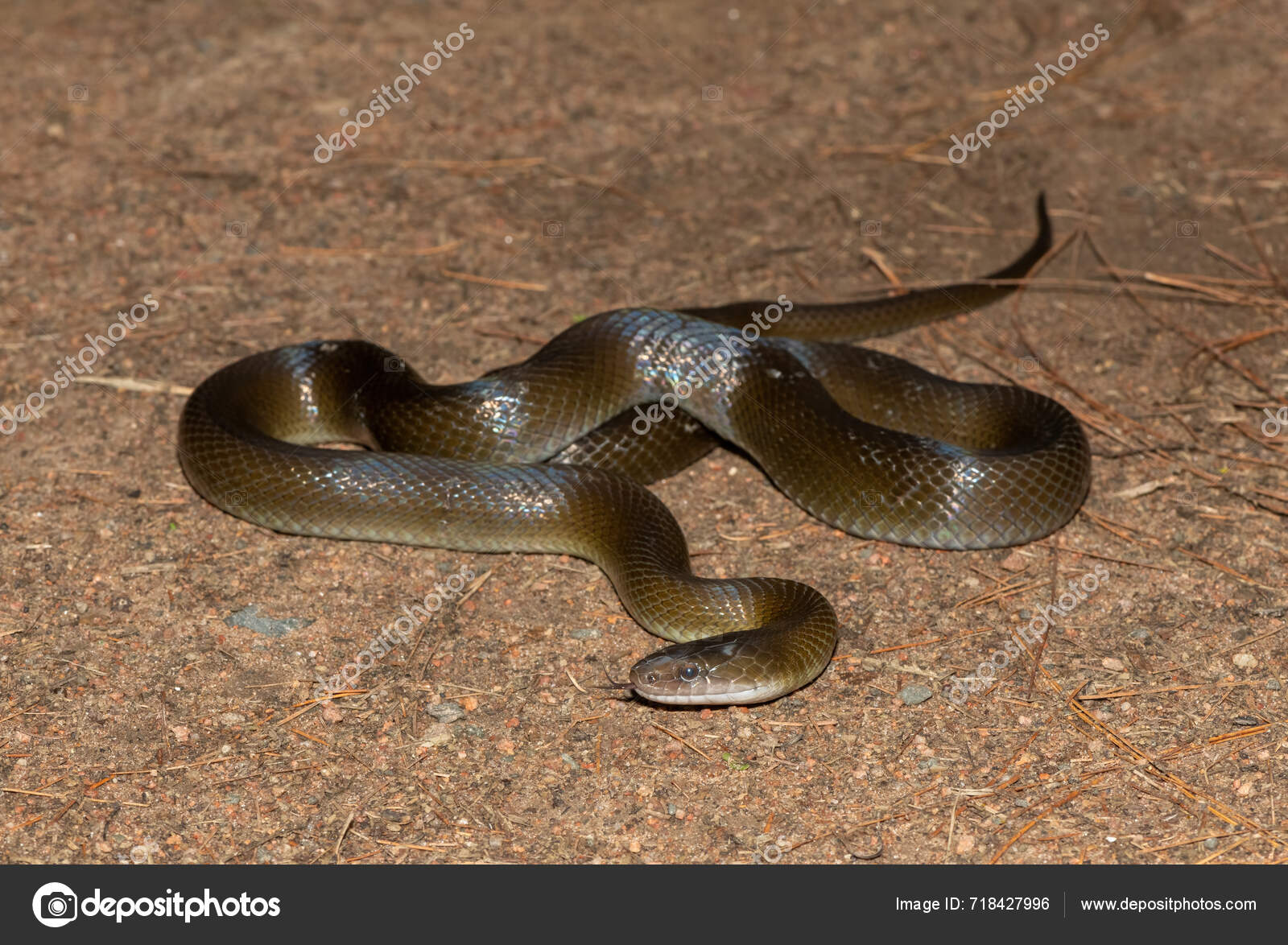 Close Beautiful Olive Snake Lycodonomorphus Inornatus Wild — Stock Photo © CraigCordier #718427996