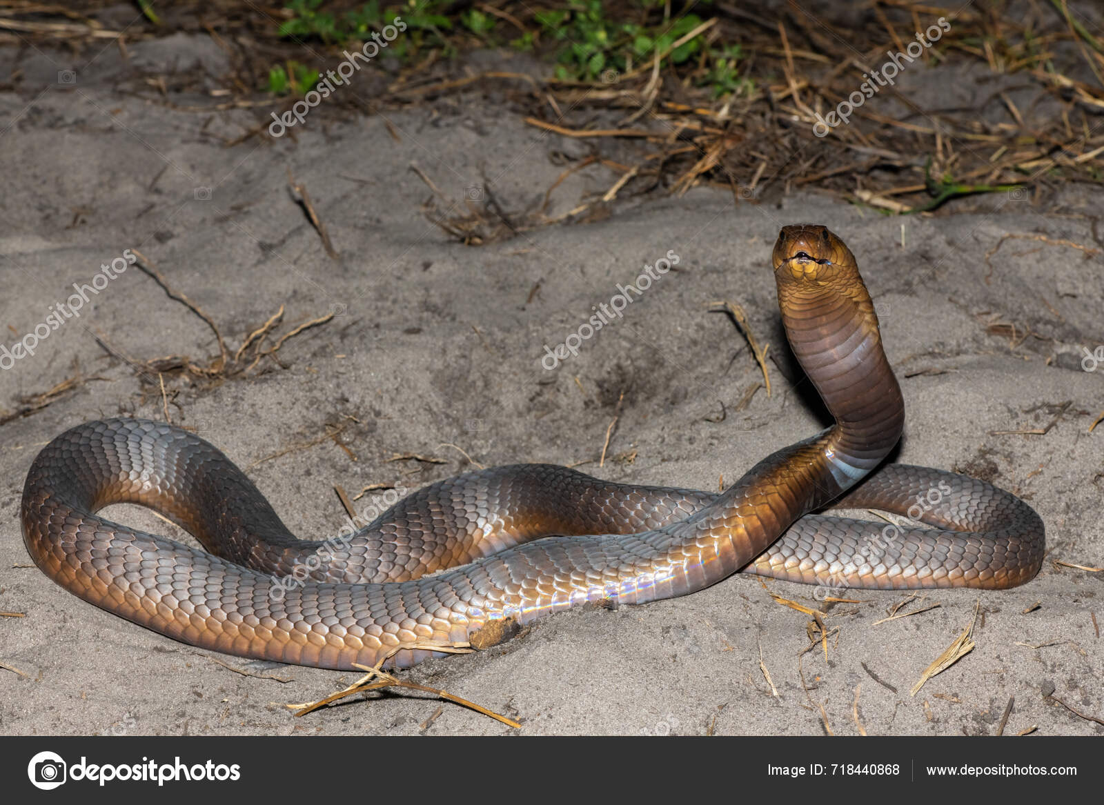 Highly Venomous Anchietas Cobra Naja Anchietae Displaying Its ...