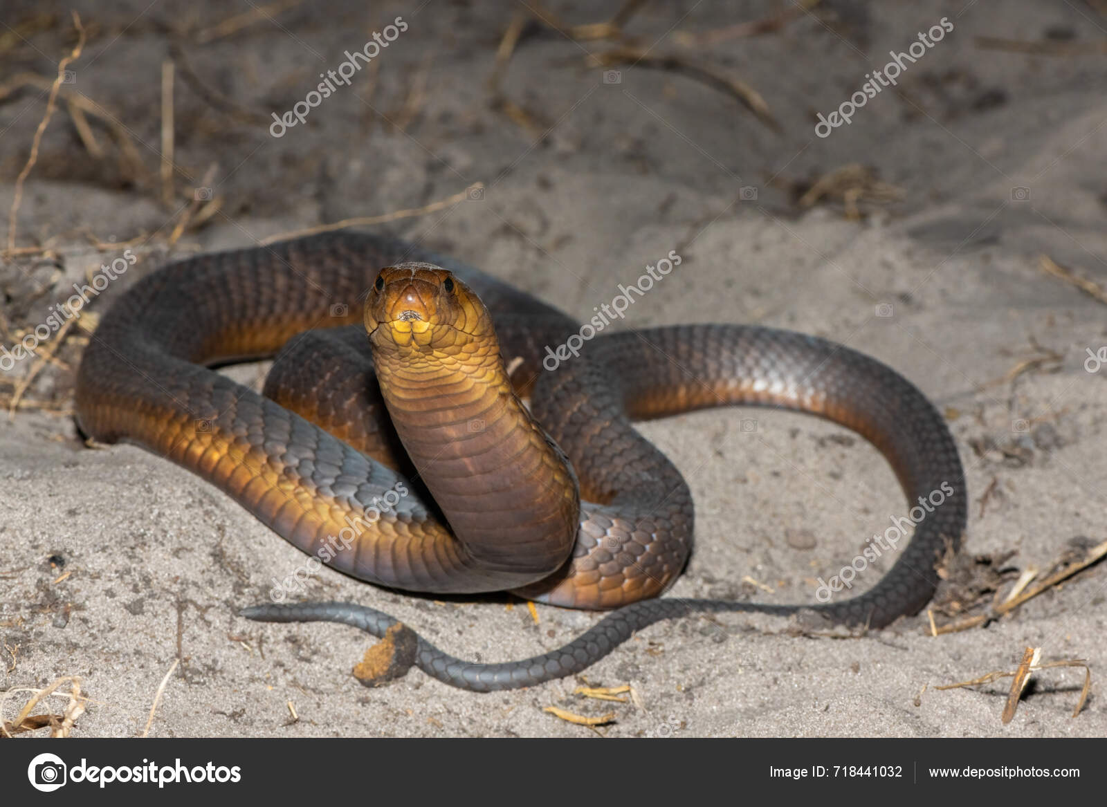 Highly Venomous Anchietas Cobra Naja Anchietae Displaying Its ...