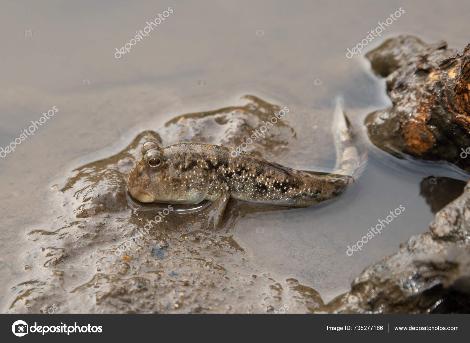 Beautiful Common Mudskipper Periophthalmus Kalolo Mudflats Amongst ...