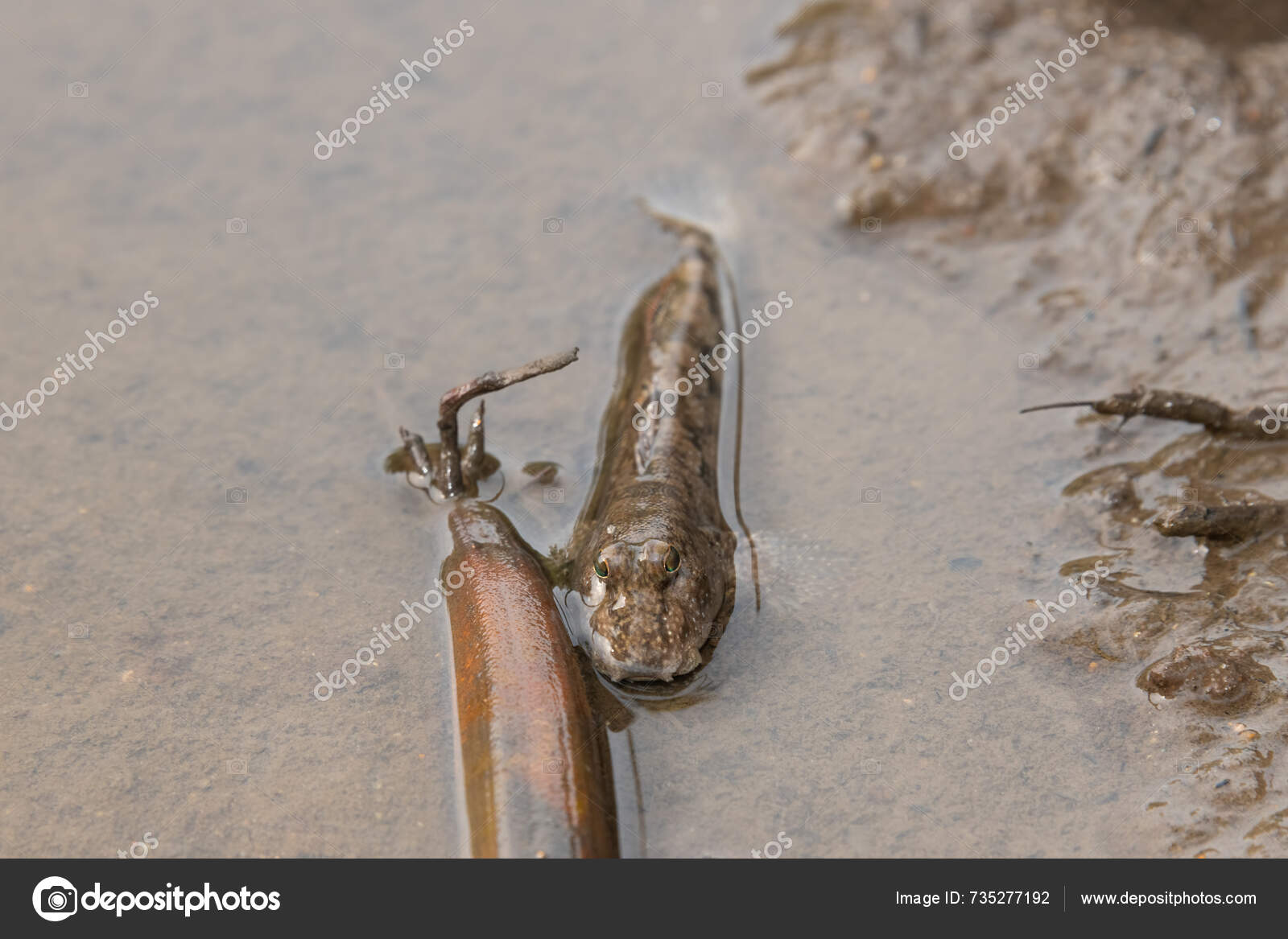 Beautiful Common Mudskipper Periophthalmus Kalolo Mudflats Amongst ...