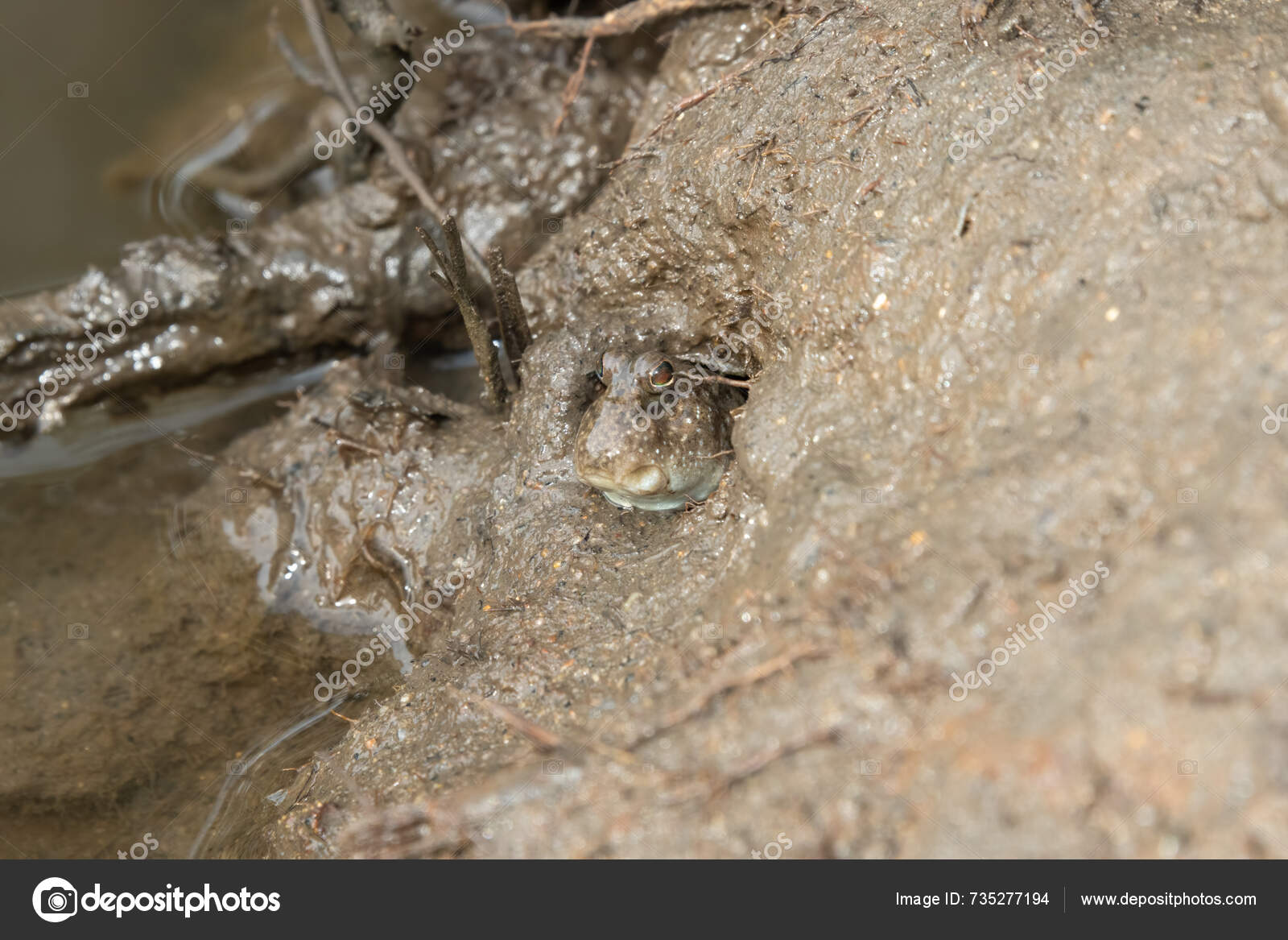 Cute Common Mudskipper Periophthalmus Kalolo Hole Mudflats Amongst ...
