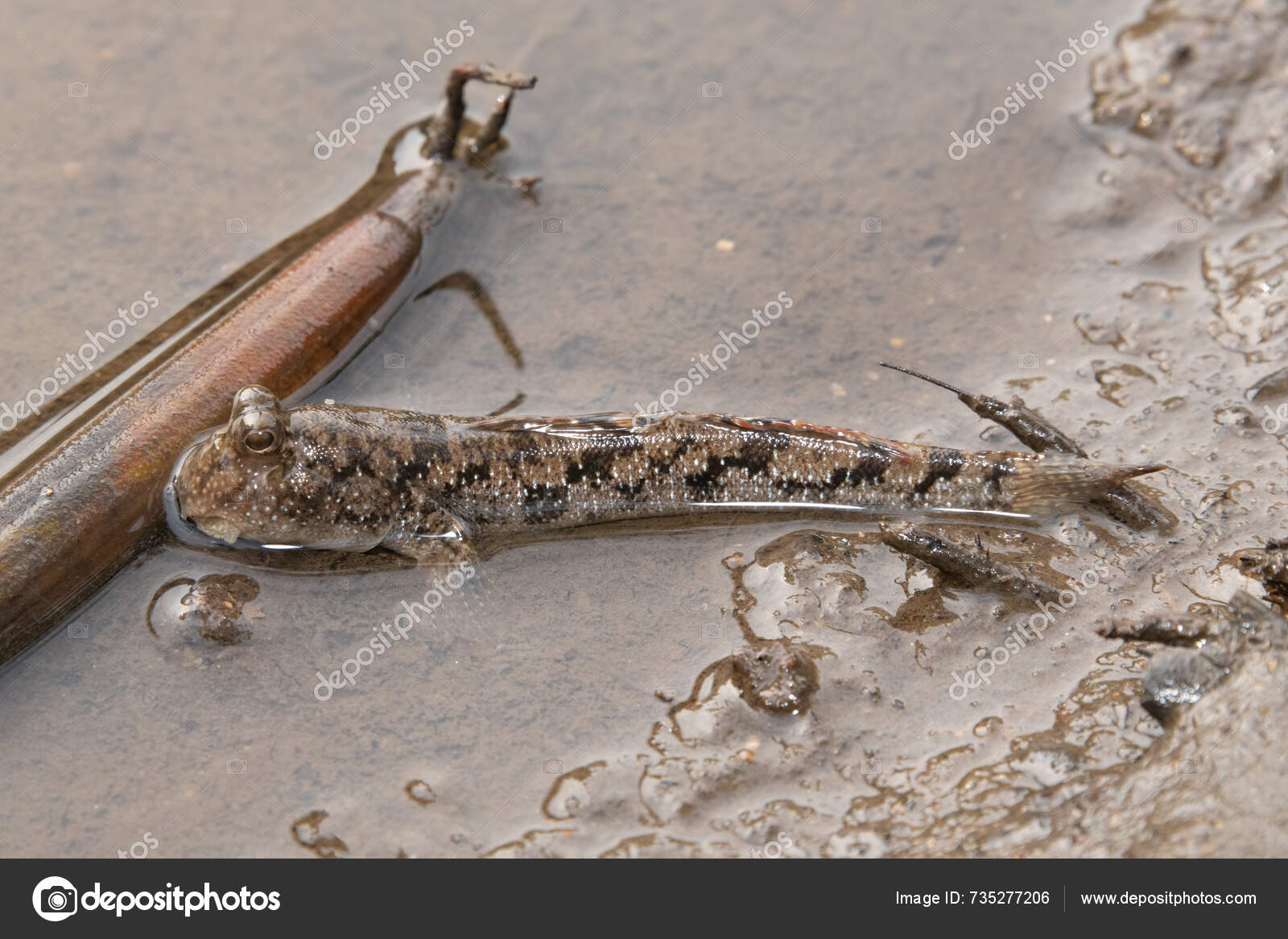 Beautiful Common Mudskipper Periophthalmus Kalolo Mudflats Amongst ...