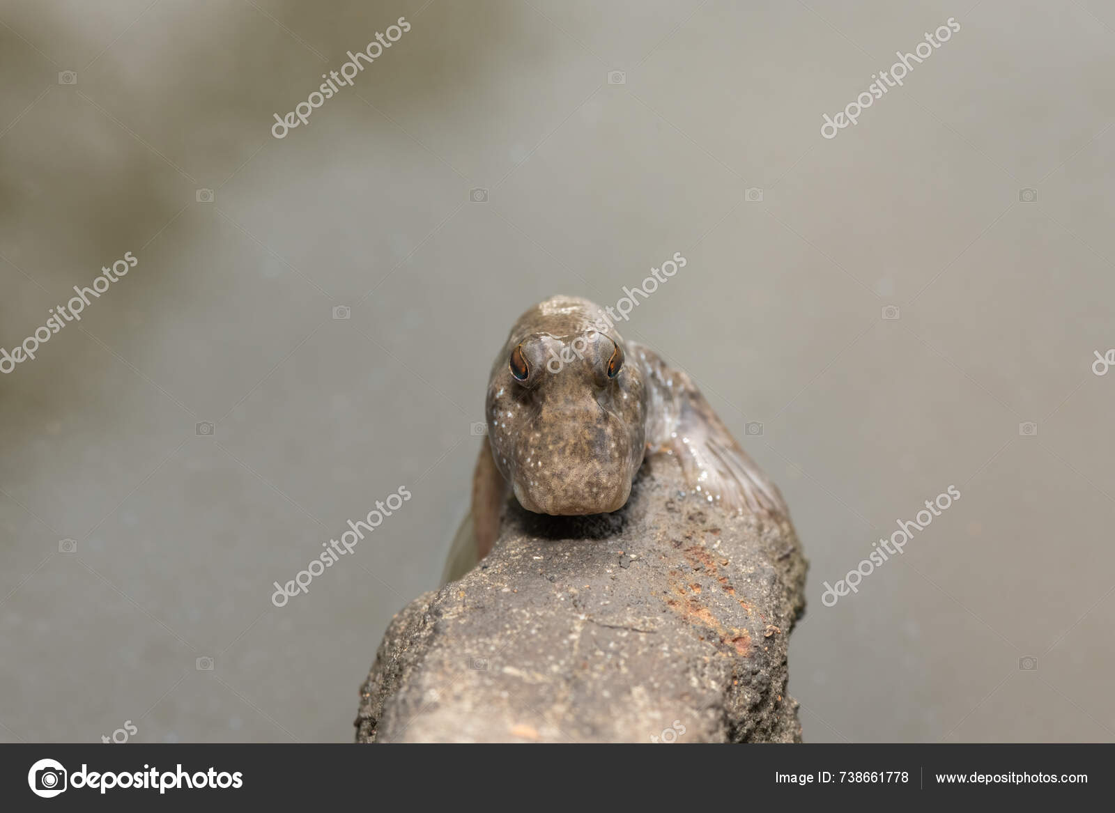 Beautiful Common Mudskipper Periophthalmus Kalolo Mudflats Amongst ...