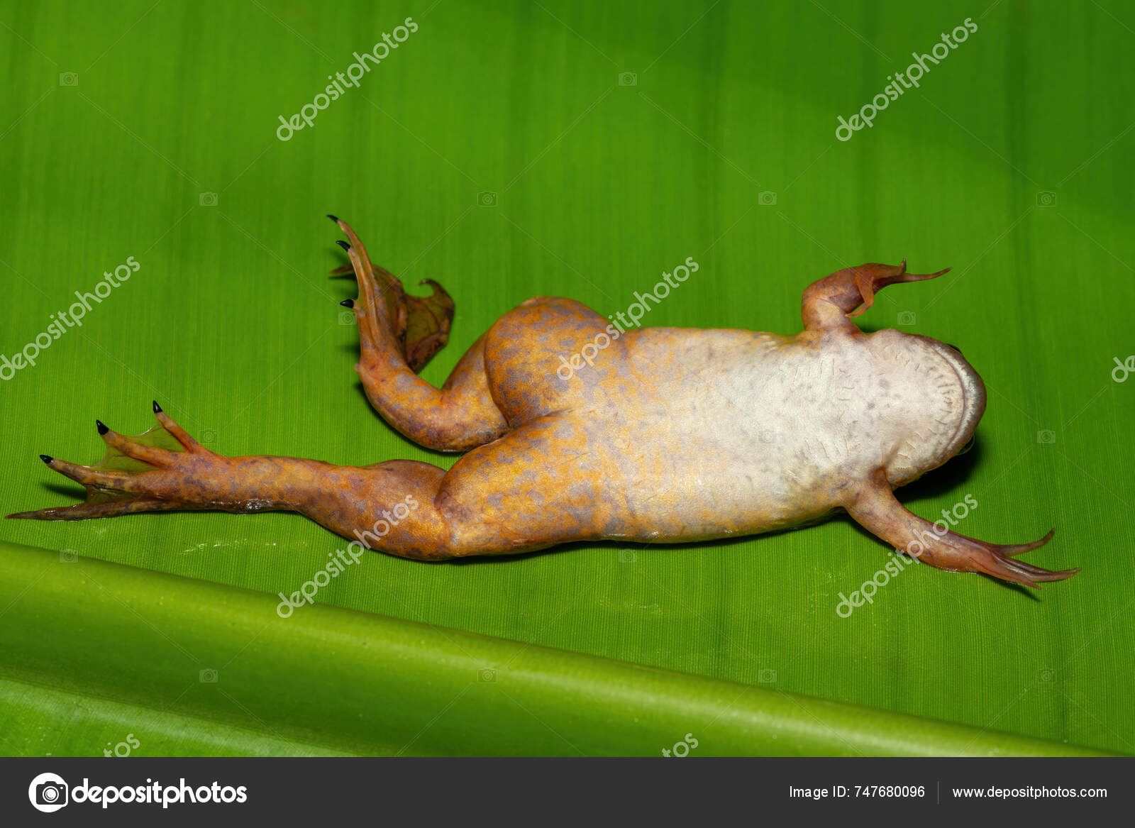 Underside Cute Common Platanna Also Known African Clawed Frog Xenopus — Stock Photo ...