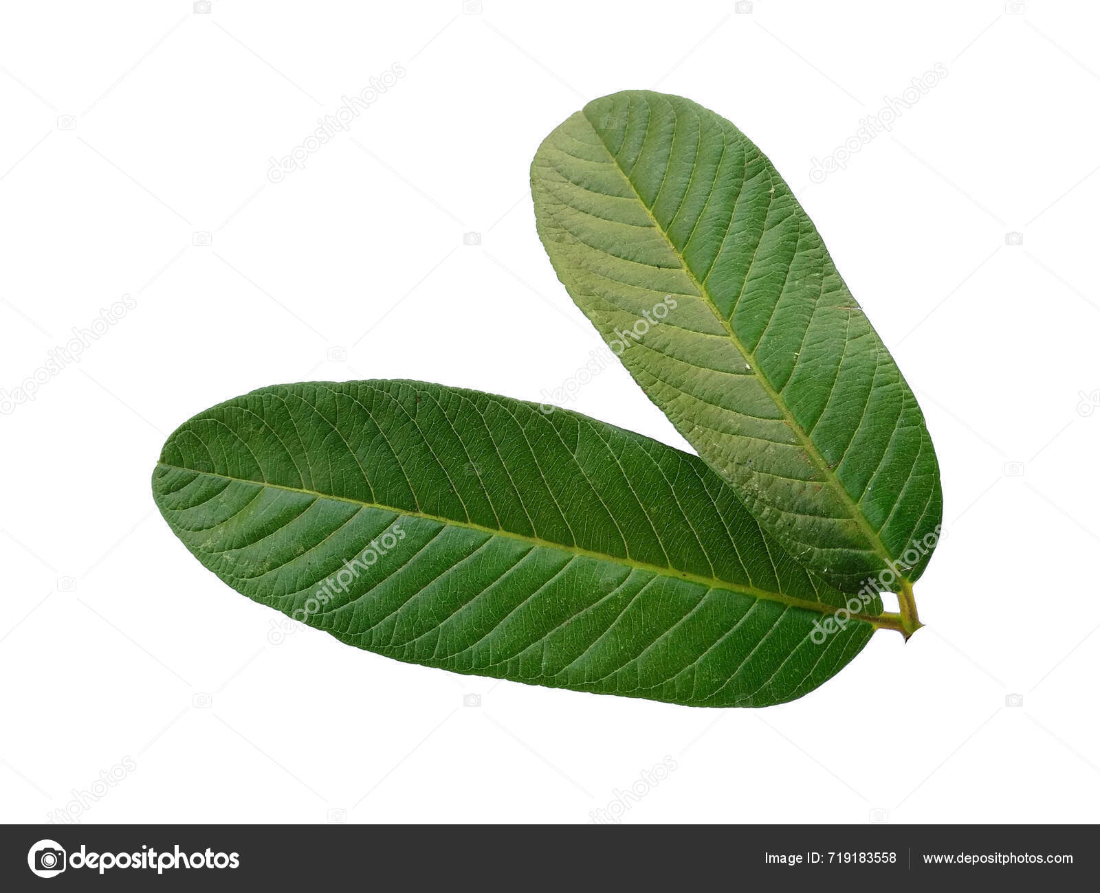 Green Leaf White Background Guava Tree Green Leaves Name Plant — Stock ...