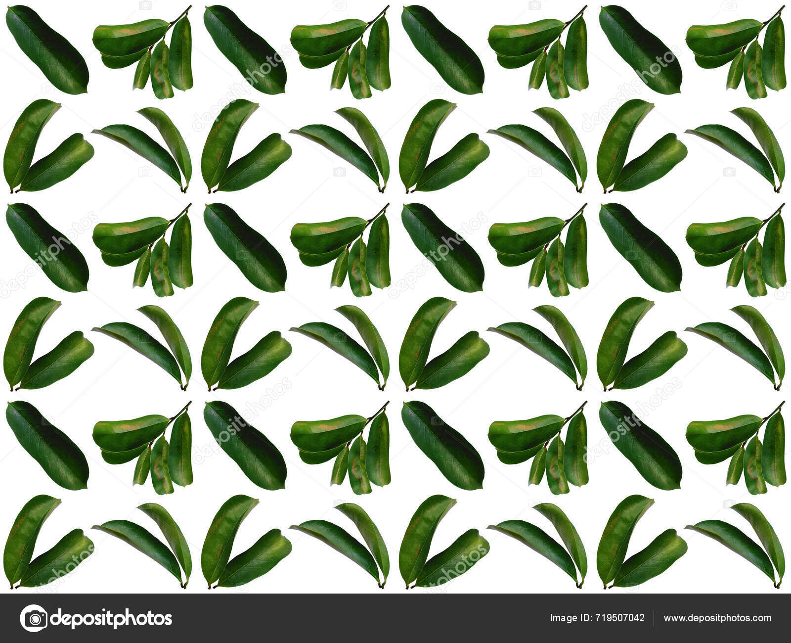Beautiful Leaf Pattern Leaves Foliage Pattern White Background Leaves ...