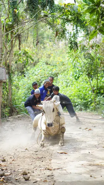 Vaca despiece Stock Photos, Royalty Free Vaca despiece Images ...