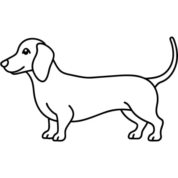 Grafika wektorowa Rysunek jamnik, Rysunek jamnik obrazy wektorowe ...