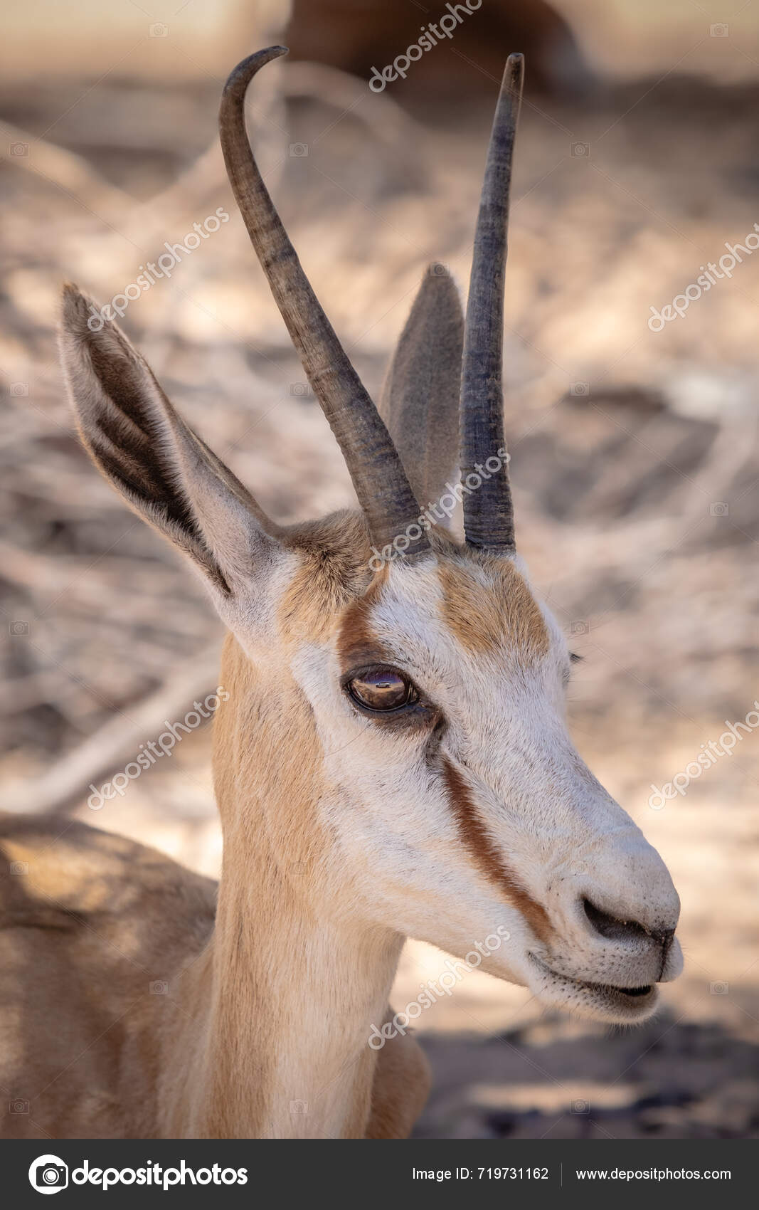 Springbok Standing Dust Filled Air Hanging Dry Kalahari Plain — Stock ...