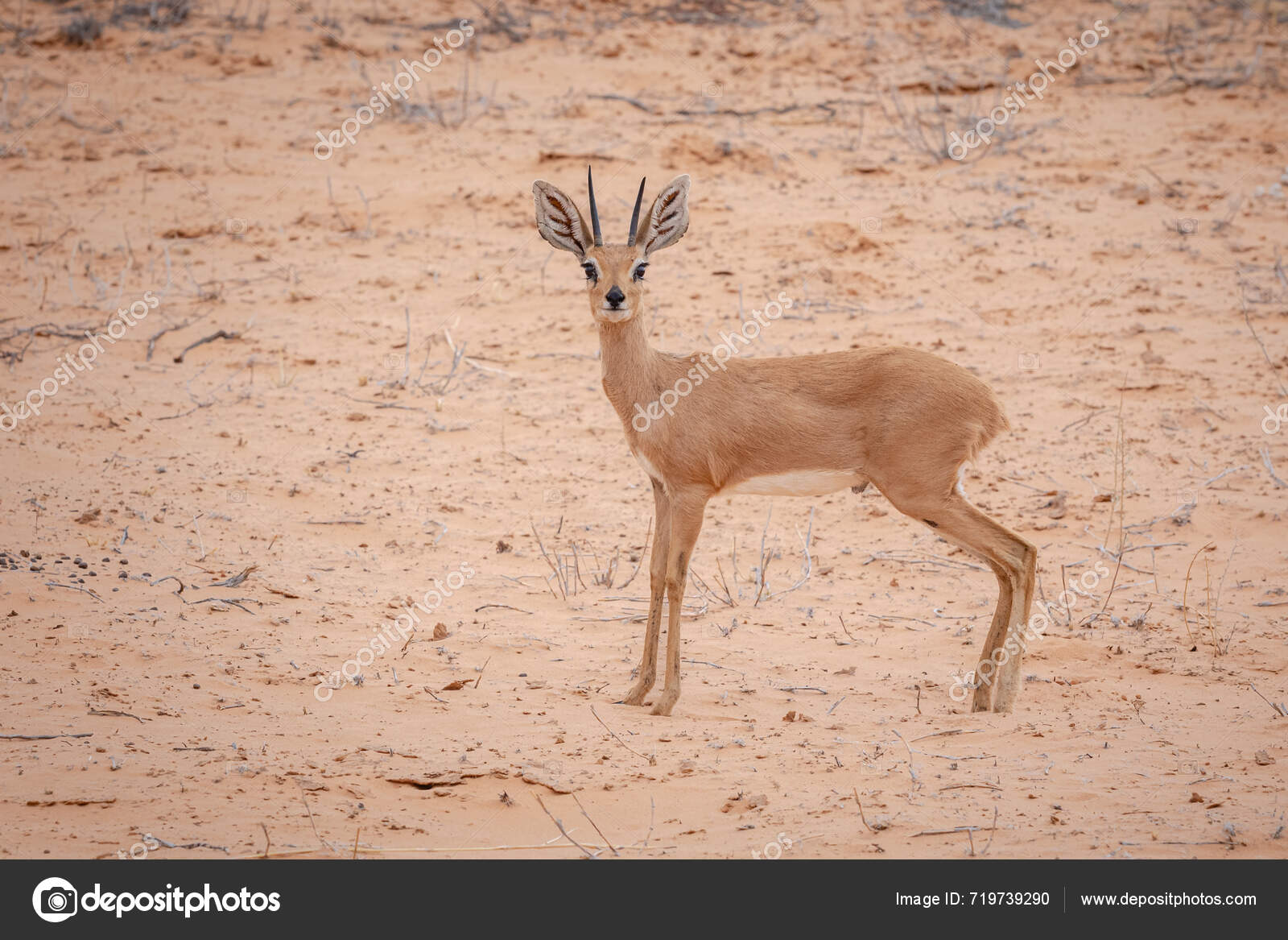 Stenbock Cub Grazing Wild Nature — Stock Photo © katjaforster #719739290