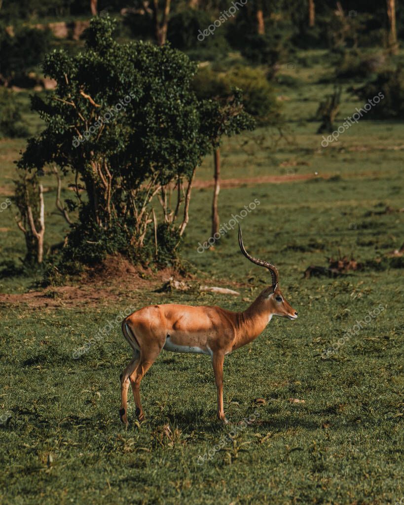 Impala con cuernos llamativos en Masai Mara la luz del sol 2024