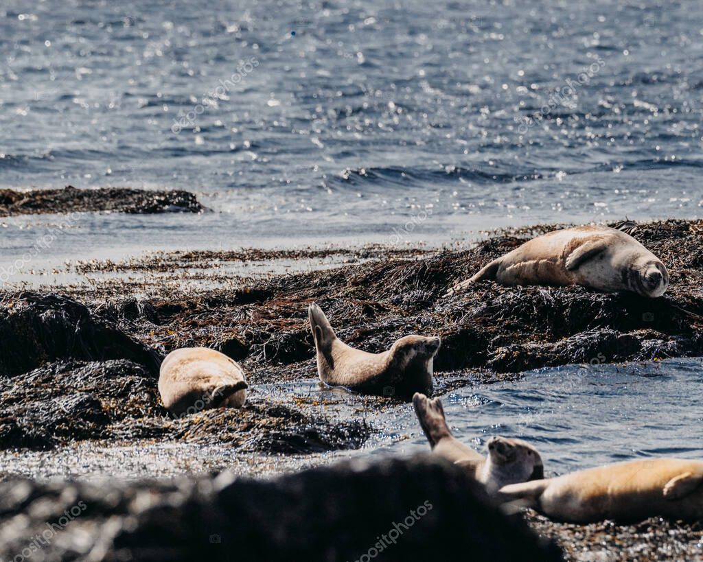 Grupo de focas del puerto tomando el sol en las rocas cubiertas de ...