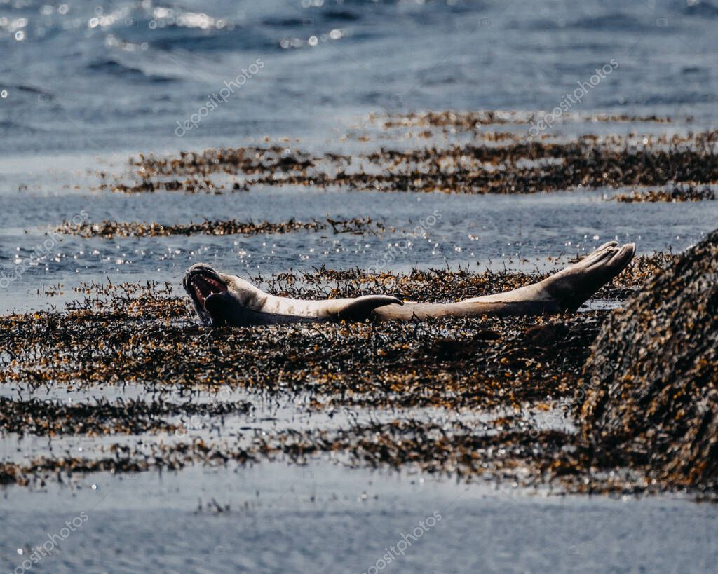 Foca del puerto tomando el sol y bostezando en las rocas cubiertas de ...