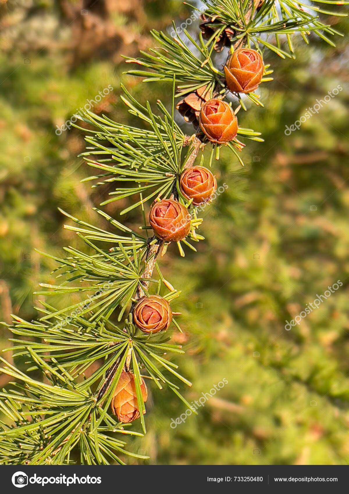 Close Image Tamarack Tree Branch Adorned Young Cone Buds — Stock Photo ...