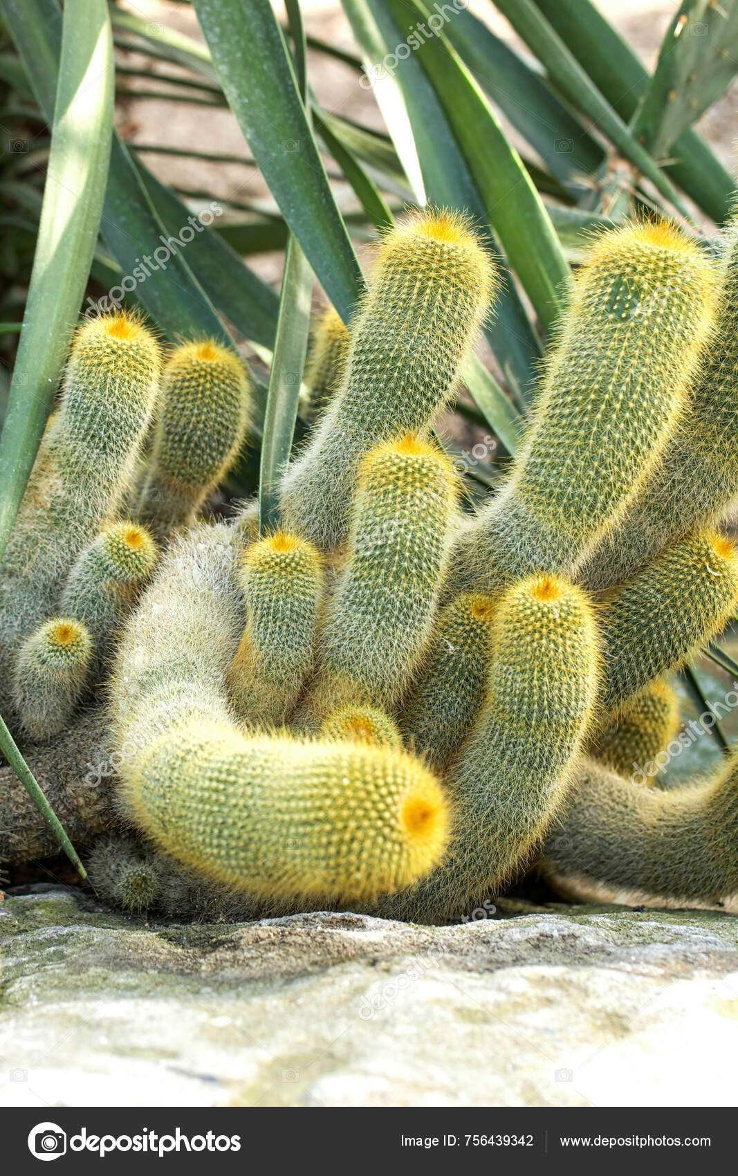 Close View Group Golden Hedgehog Cacti Showcasing Spiky Cylindrical ...
