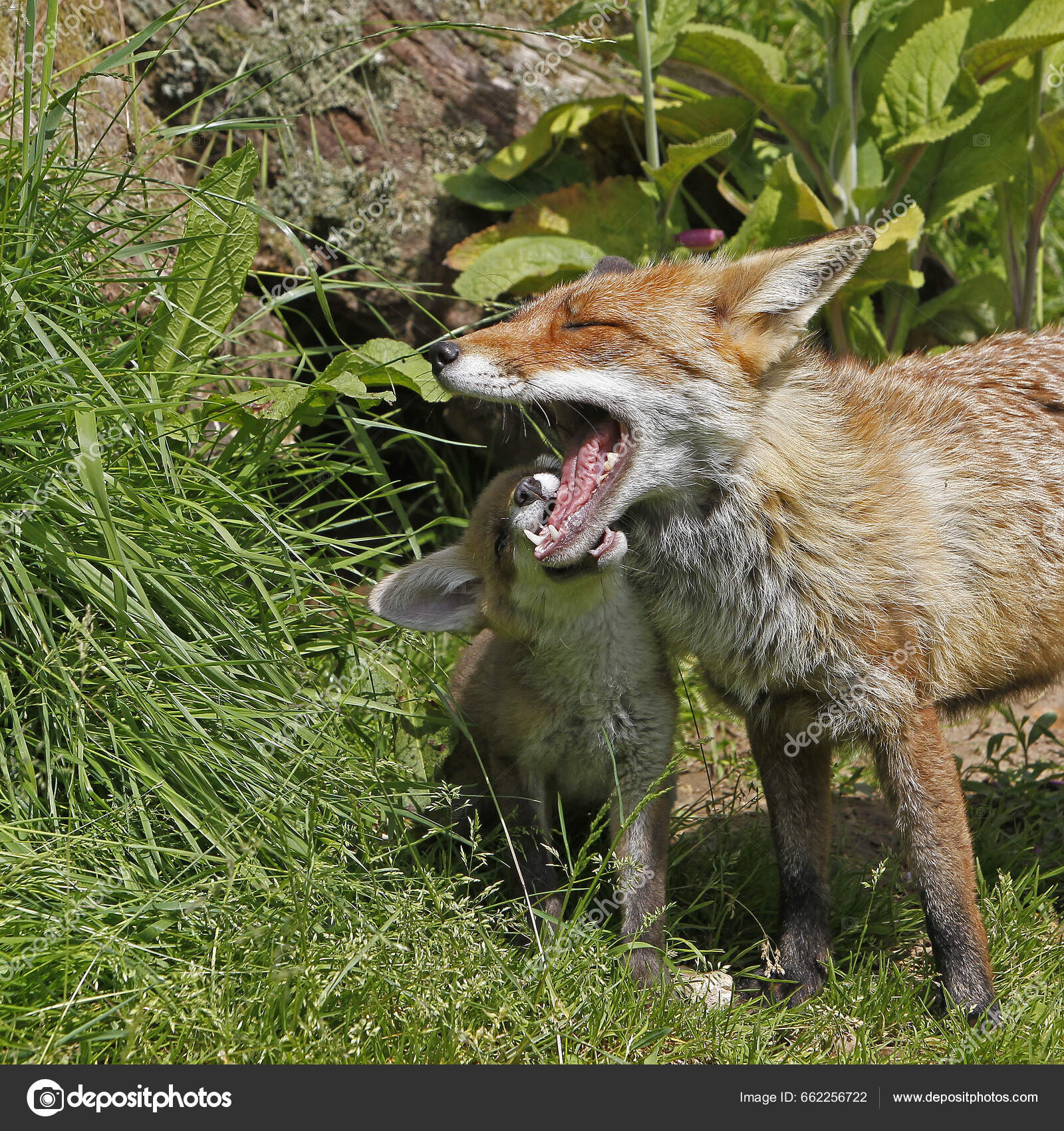 Vulpes Vulpes Pups