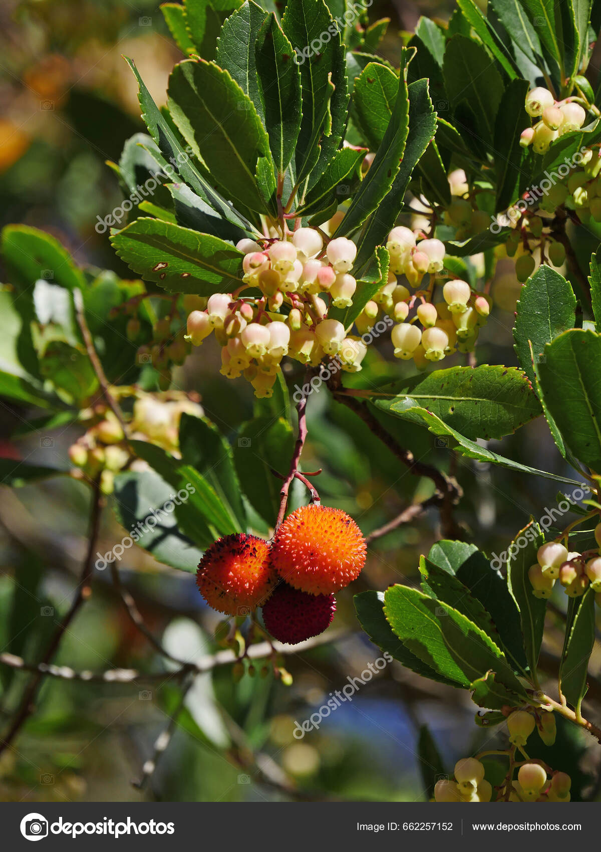 Arbutus Unedo Flower