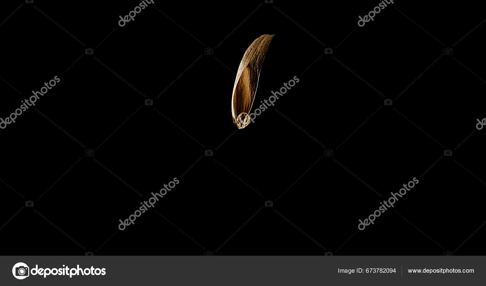 Tree Produces Seeds Stiff Wings Covering Seed Enable Them Fly — Stock ...