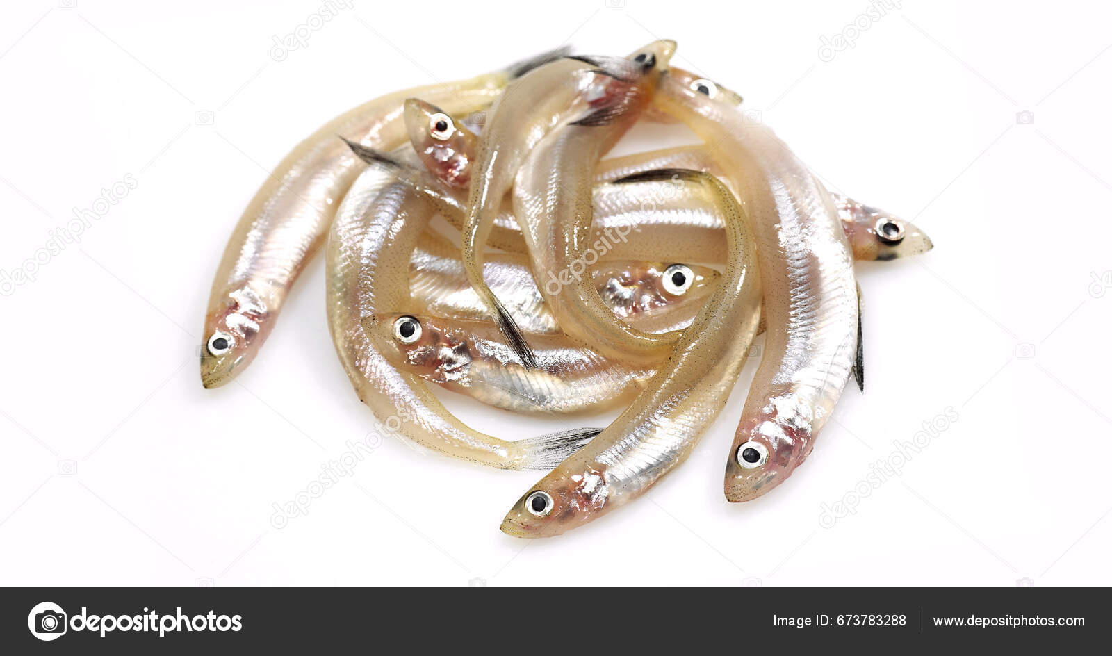 Fresh Smelts Osmerus Eperlanus White Background — Stock Photo ...
