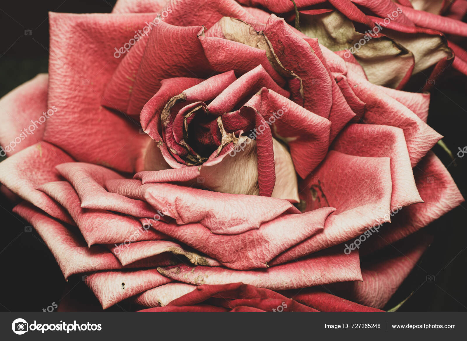 Fading Rose Full Screen Macro — Stock Photo © kayapapaya117@gmail.com ...