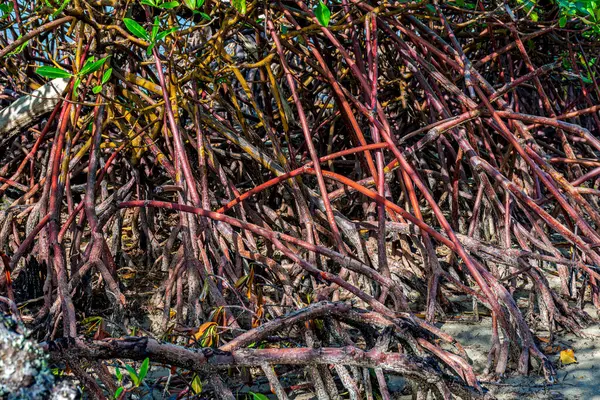 Red mangrove tree Stock Photos, Royalty Free Red mangrove tree Images ...