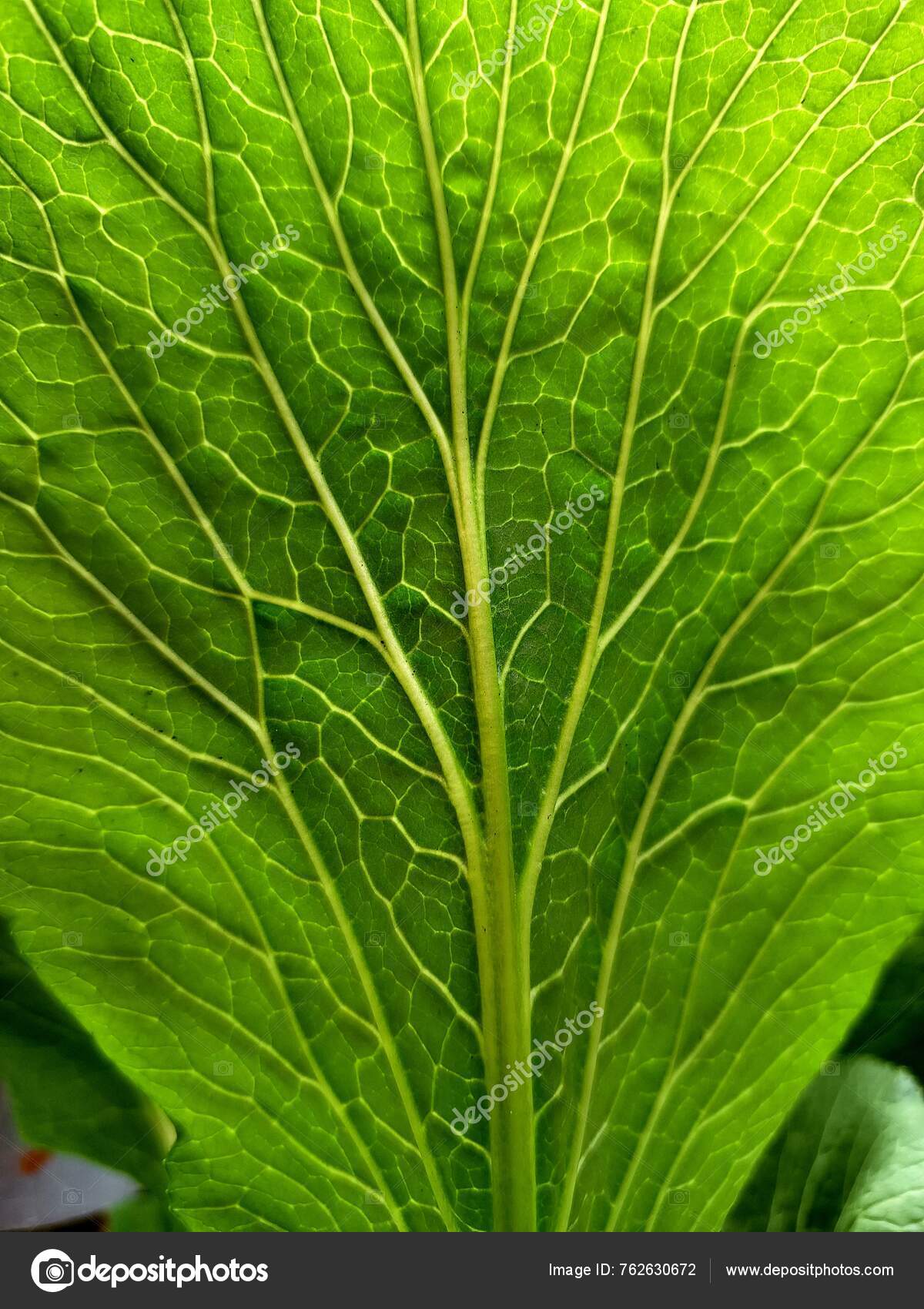 Macro Closeup View Green Leaf Surface Texture High Resolution Details ...