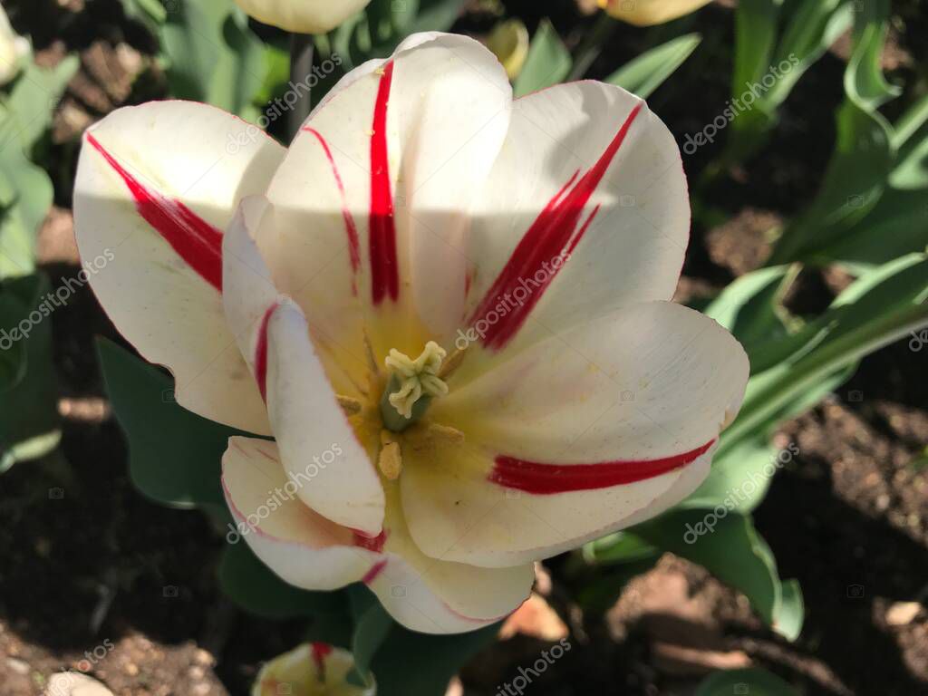 El Jardín Botánico de la Universidad Estatal de Moscú (MSU), también ...