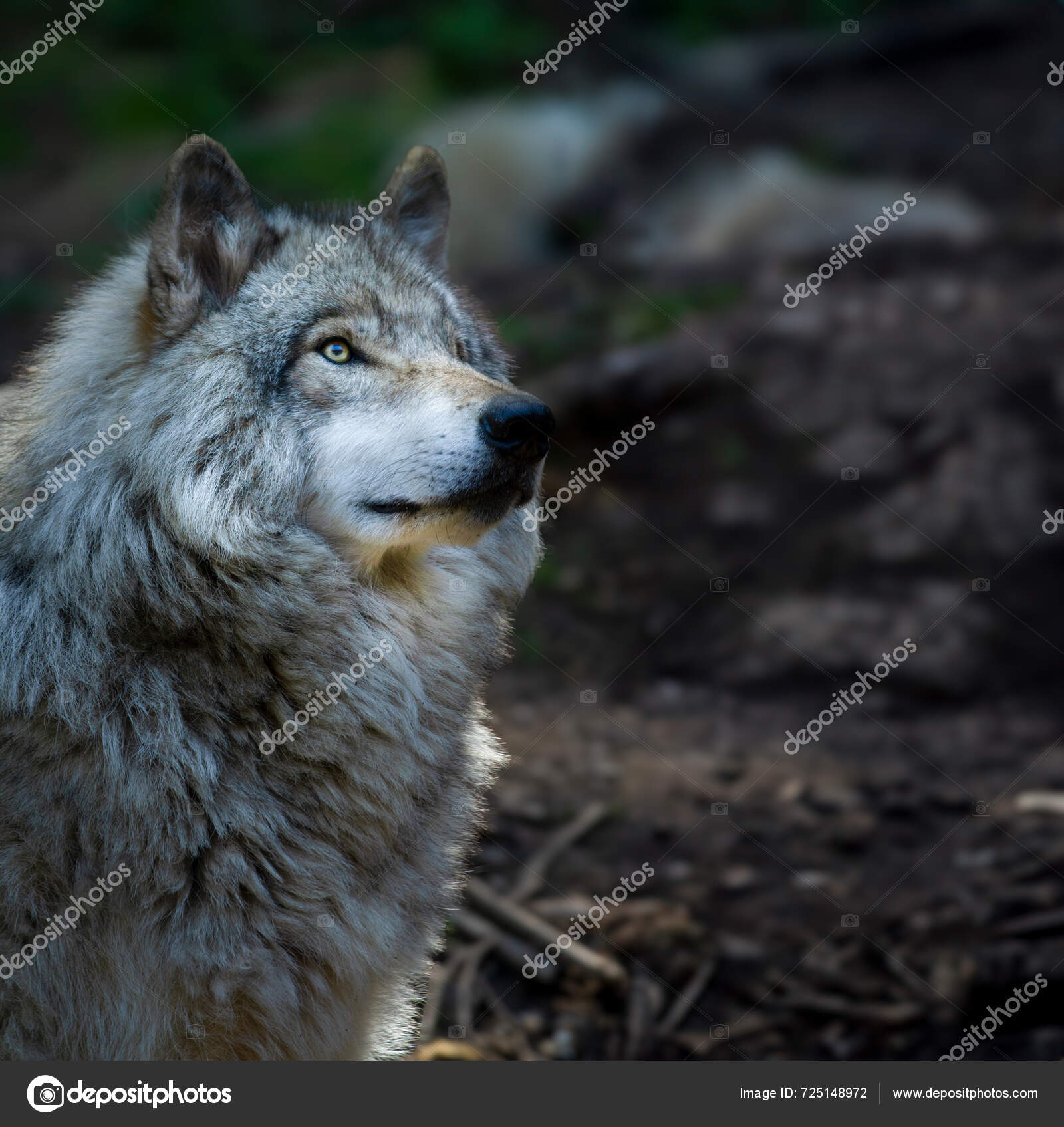 Lone Backlight Grey Wolf Searches Prey Green Rocky Hill Quebec — Stock ...