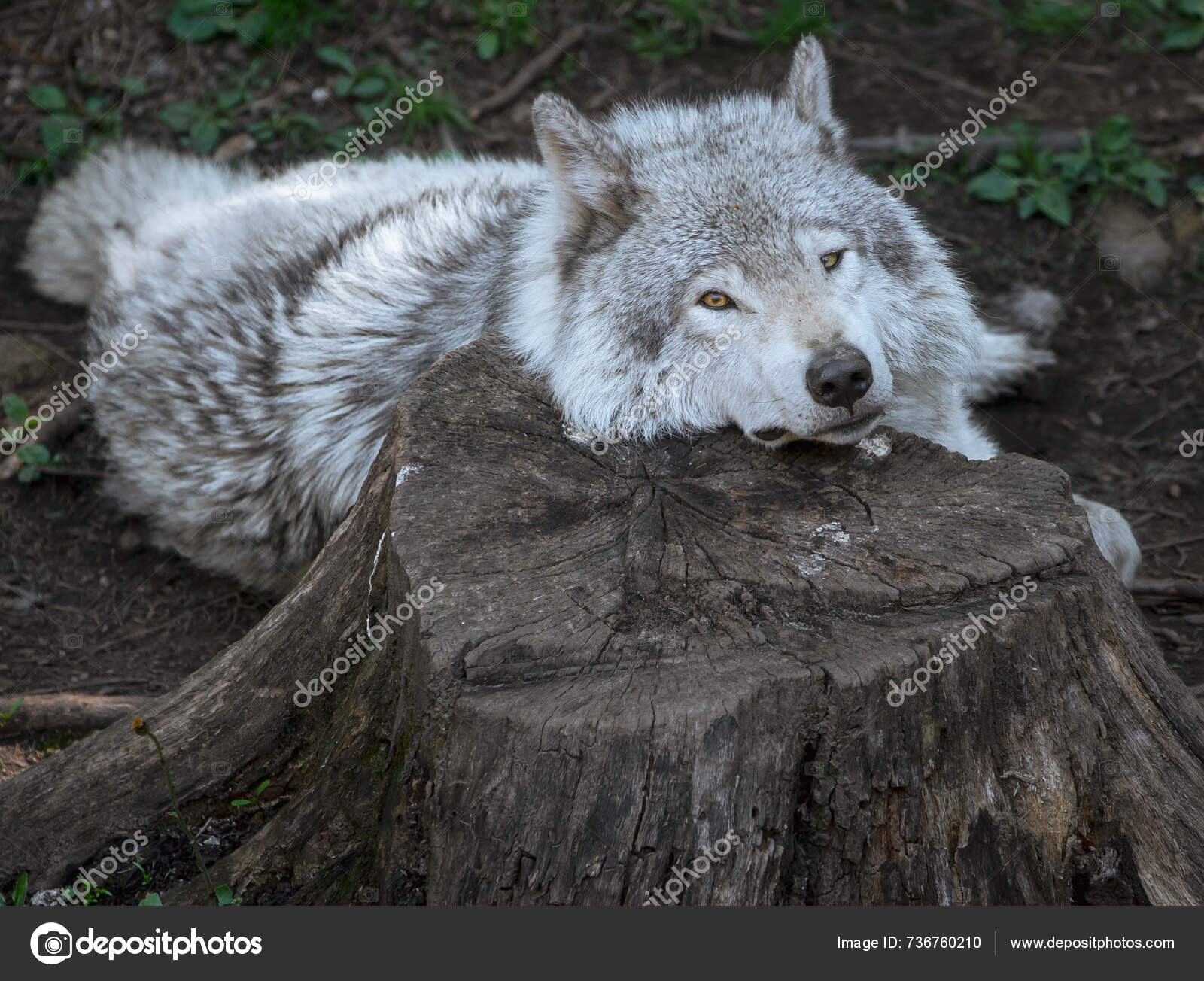 Lone Grey Wolf Dramatic Eyes Takes Rest Tree Stump Quebec — Stock Photo ...
