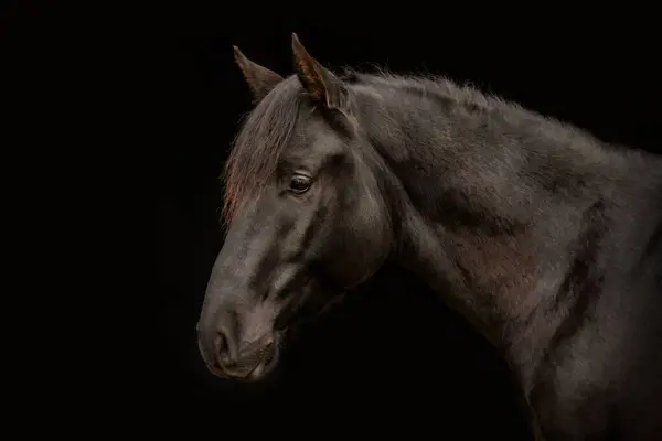 Black horse Stock Photos, Royalty Free Black horse Images | Depositphotos