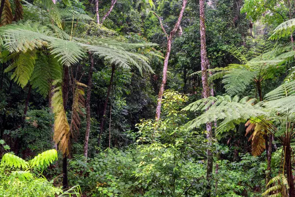 Guyana rainforest Stock Photos, Royalty Free Guyana rainforest Images ...