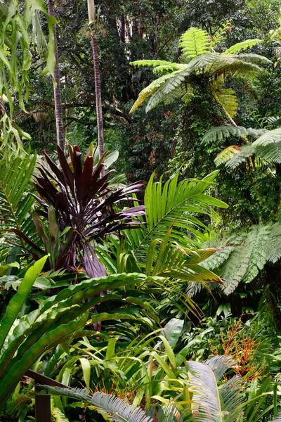 Selvas tropicales fotos de stock, imágenes de Selvas tropicales sin ...