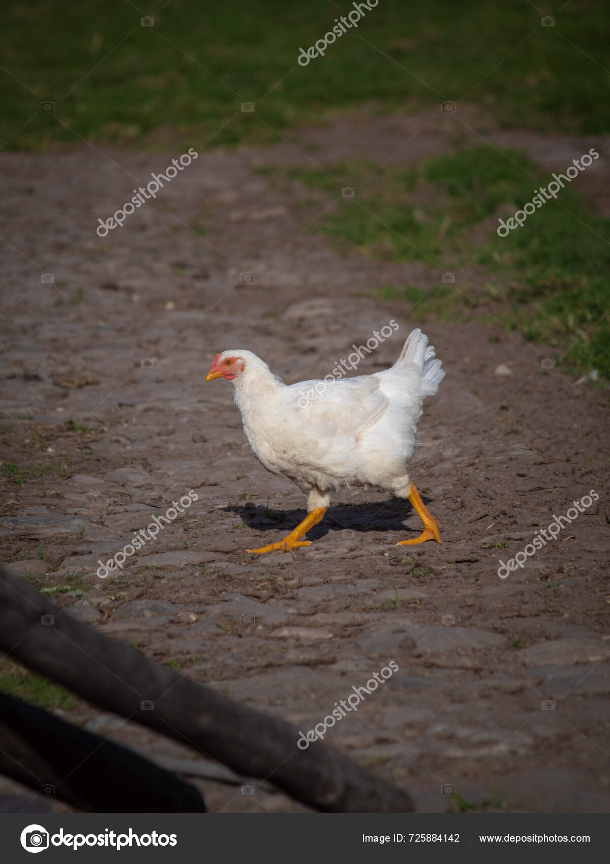 Running Chicken Sometime Day — Stock Photo © Jagerography #725884142
