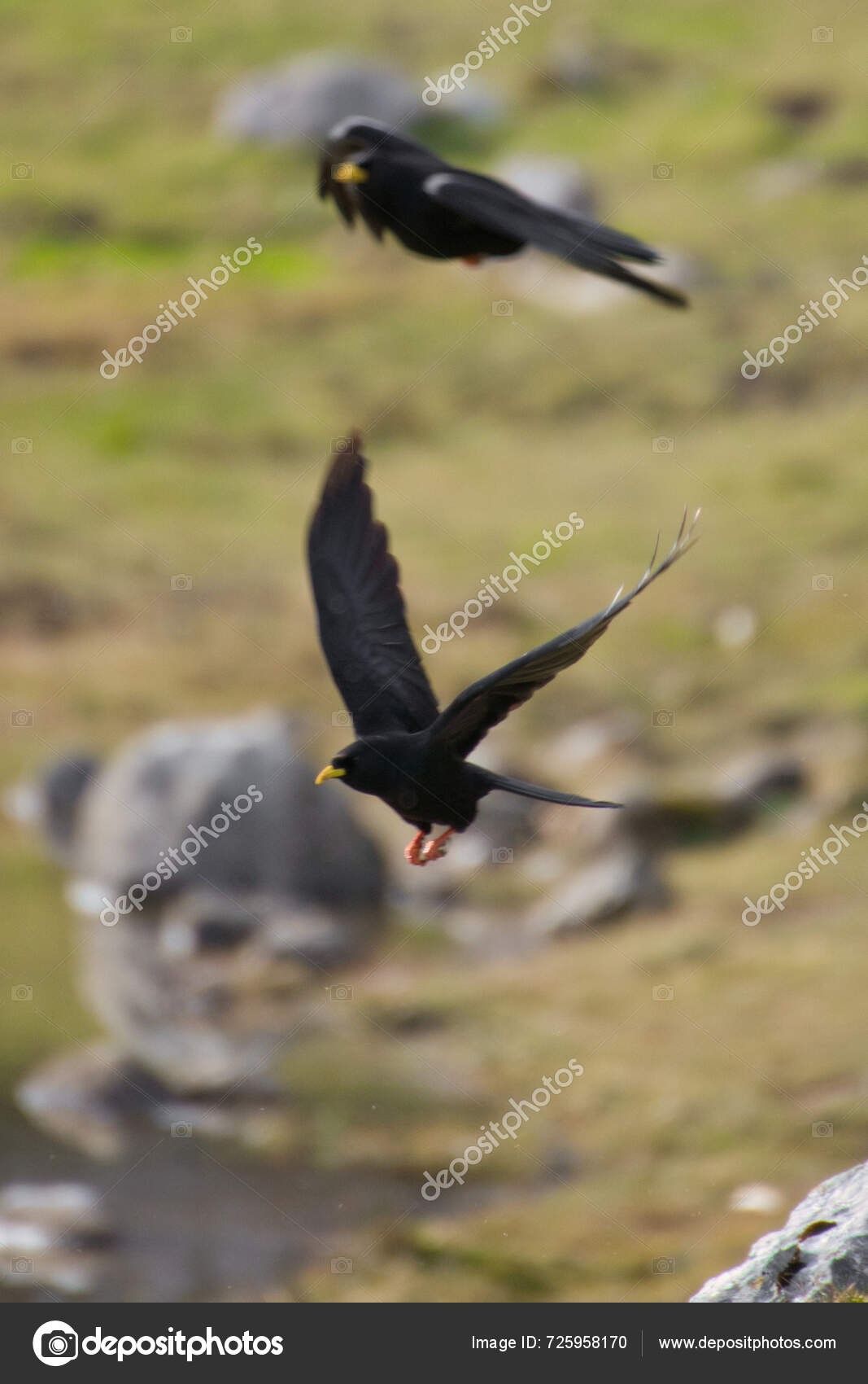 Two Crows Sitting Branch — Stock Photo © miquelcfe@proton.me #725958170