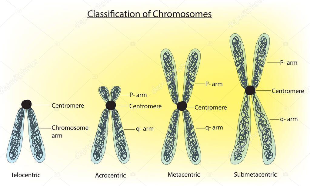 Chromosome classification (Chromosome types) premium vector 2024