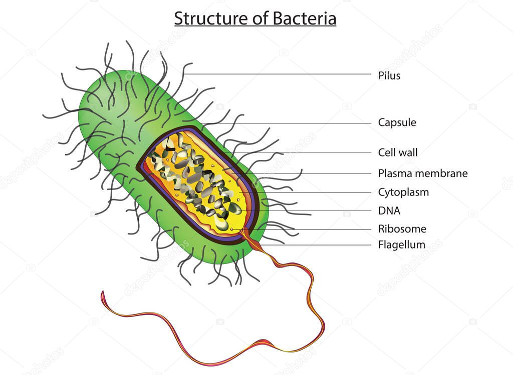 Bacteria labeled anatomy drawing premium vector 2024