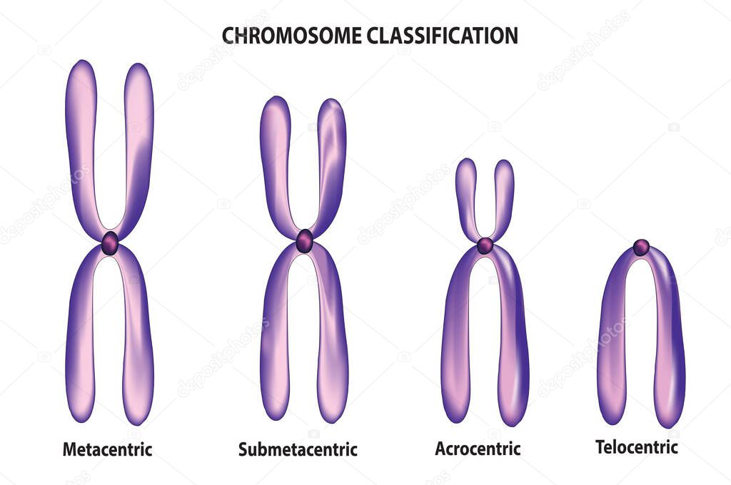 Clasificación cromosómica - Tipos de cromosomas 2025