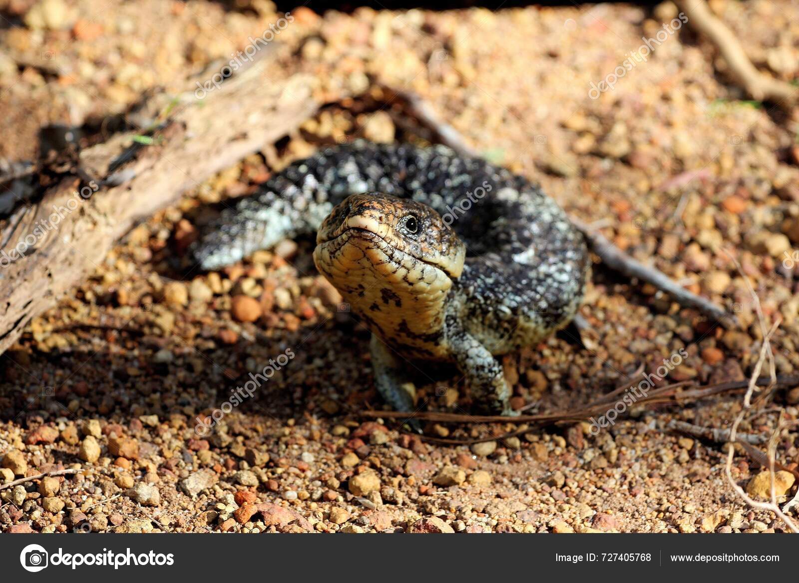 Bobtail Lizard Margaret River Western Australia — Stock Photo ...