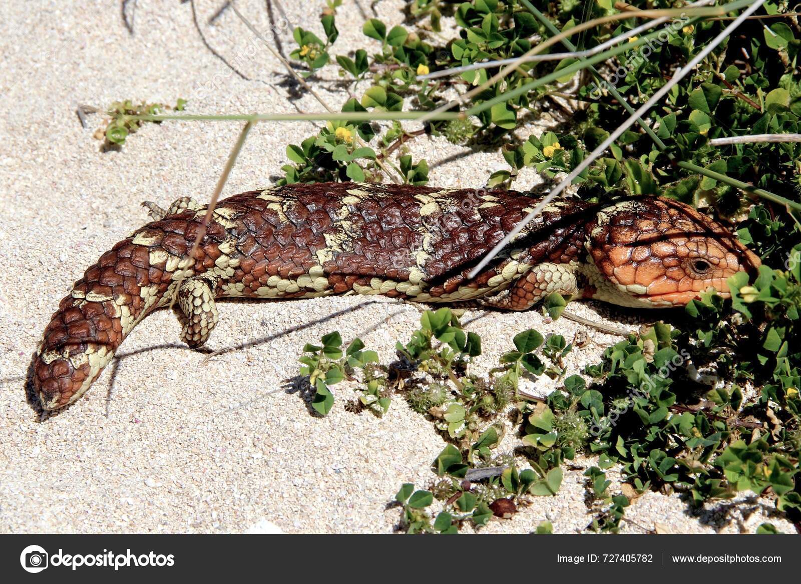 Bobtail Lizard Prevelly Western Australia — Stock Photo © Aure5094 ...